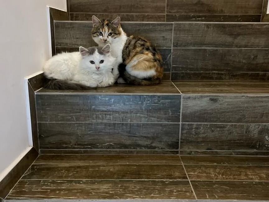 Милые котята в добрые руки. даром