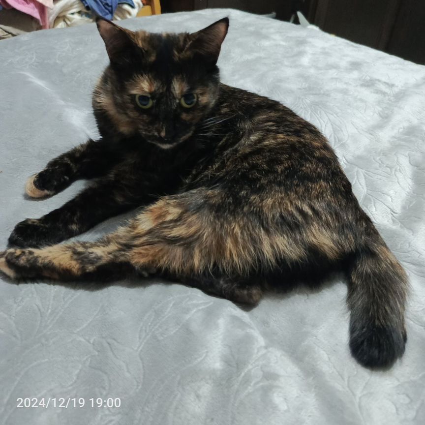 Кошечка