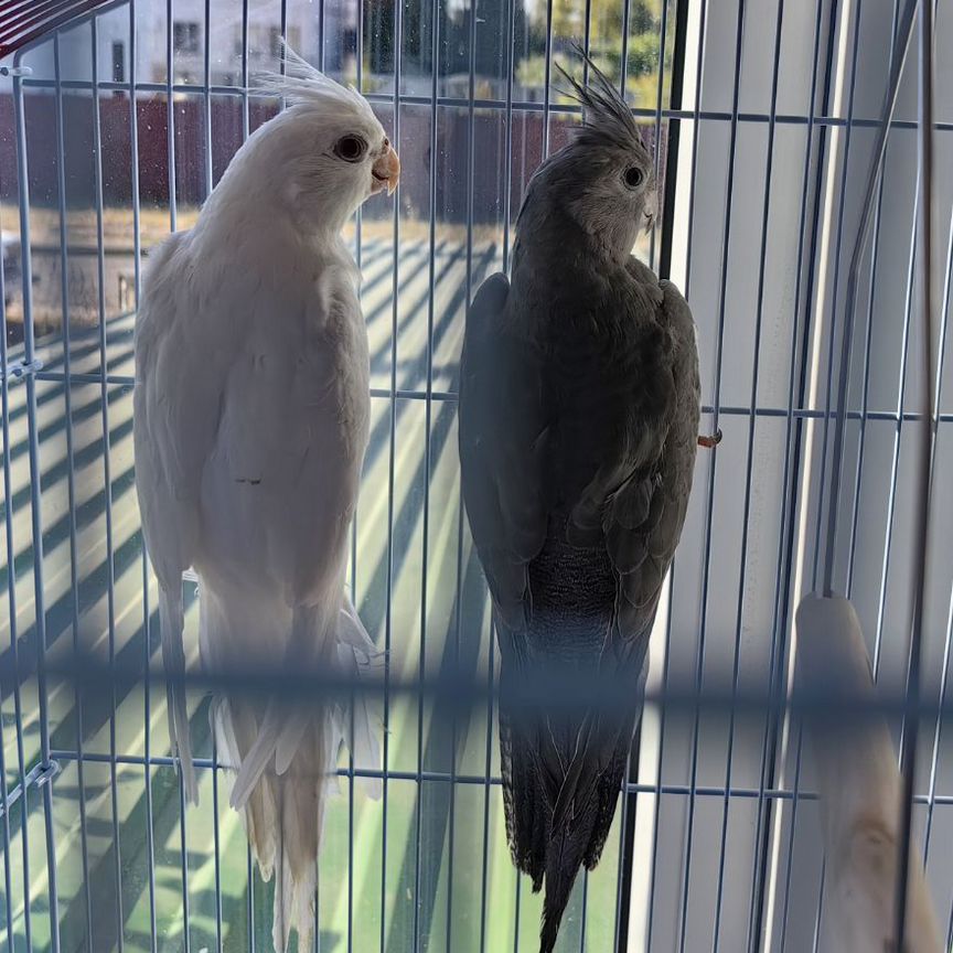 Попугай корелла с клеткой