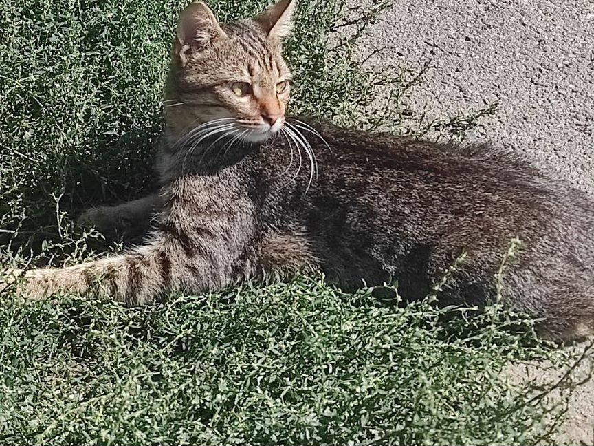 Котики бесплатно в добрые руки