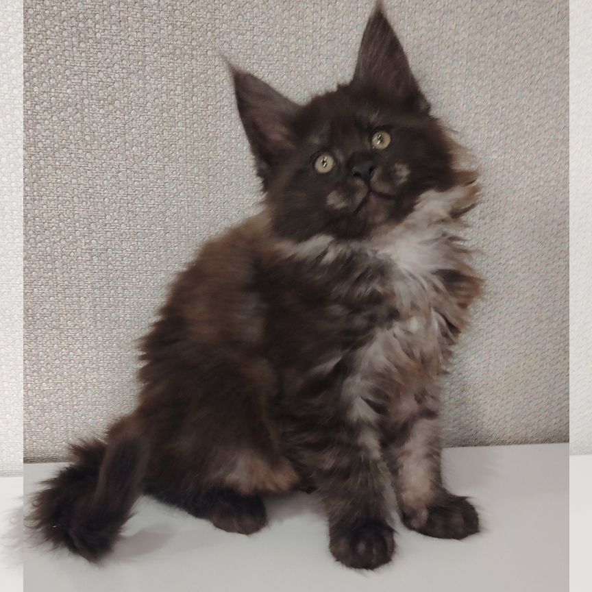 Мейн-кун котёнок