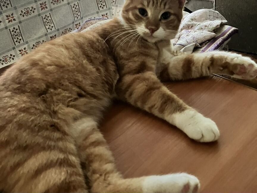 Кот (годовалый)