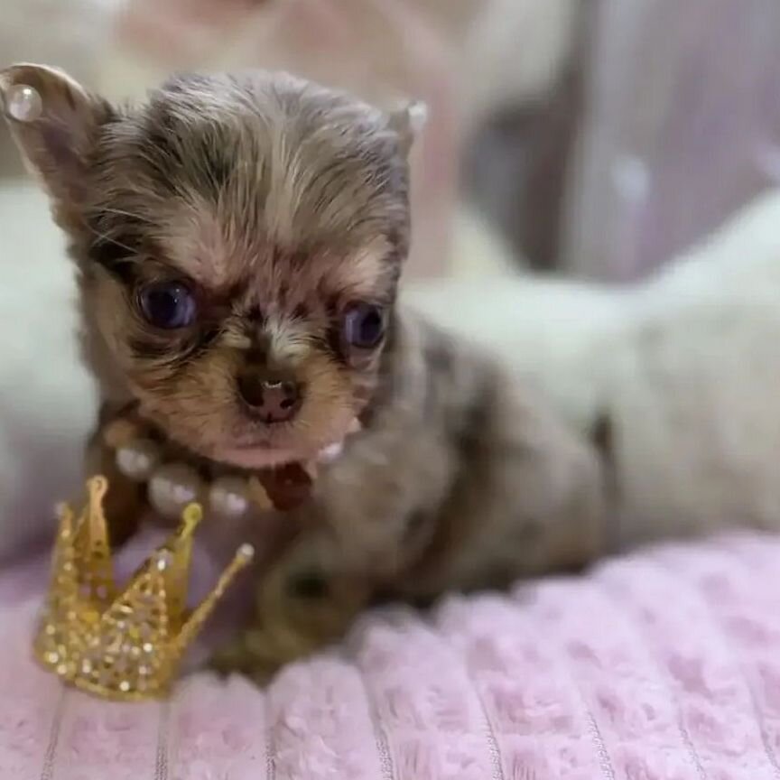 Чихуахуа, щенок