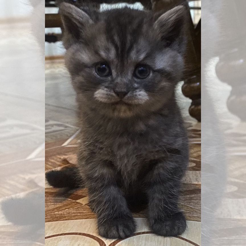 Шотландский прямоухий короткошёрстный котёнок
