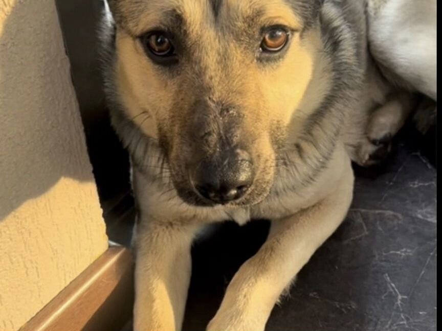 Восточноевропейская овчарка