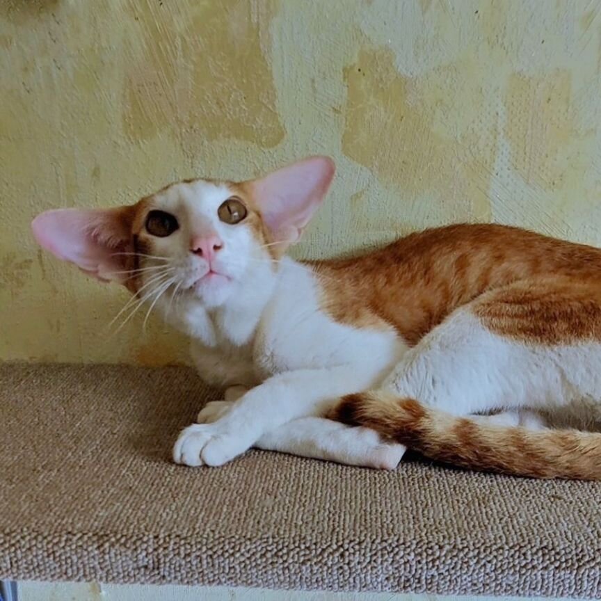 Ориентальный кот связка