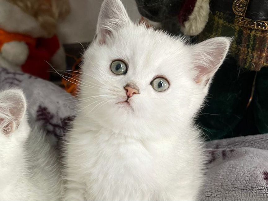 Британские котята
