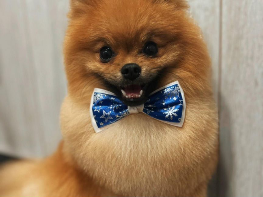 Померанский шпиц мини вязка