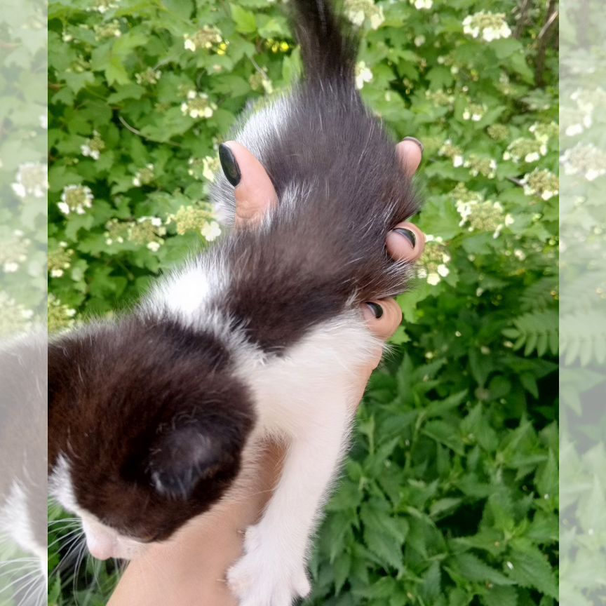Котёнок в добрые руки