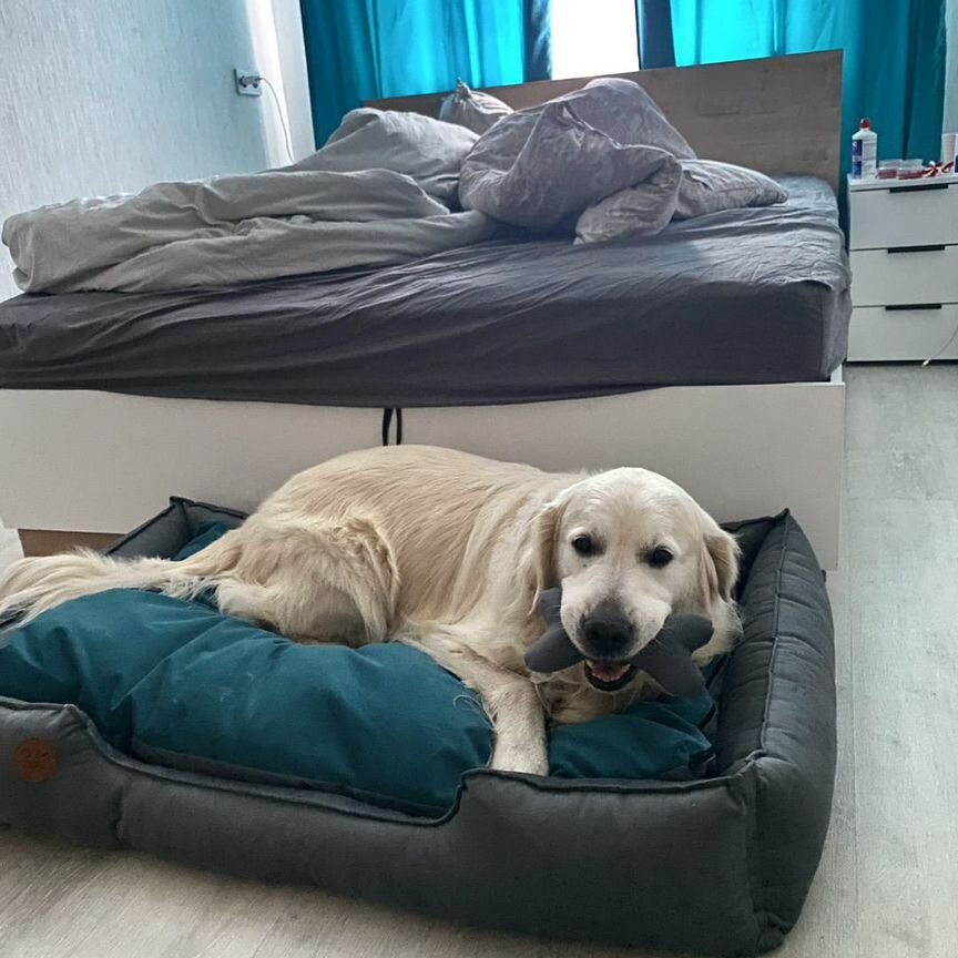 Лежанка для собак Rachel WoW 110*70