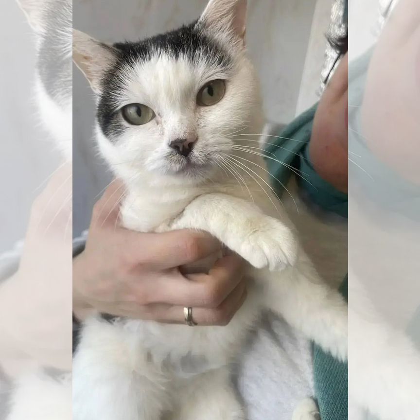 Взрослый кот в добрые руки