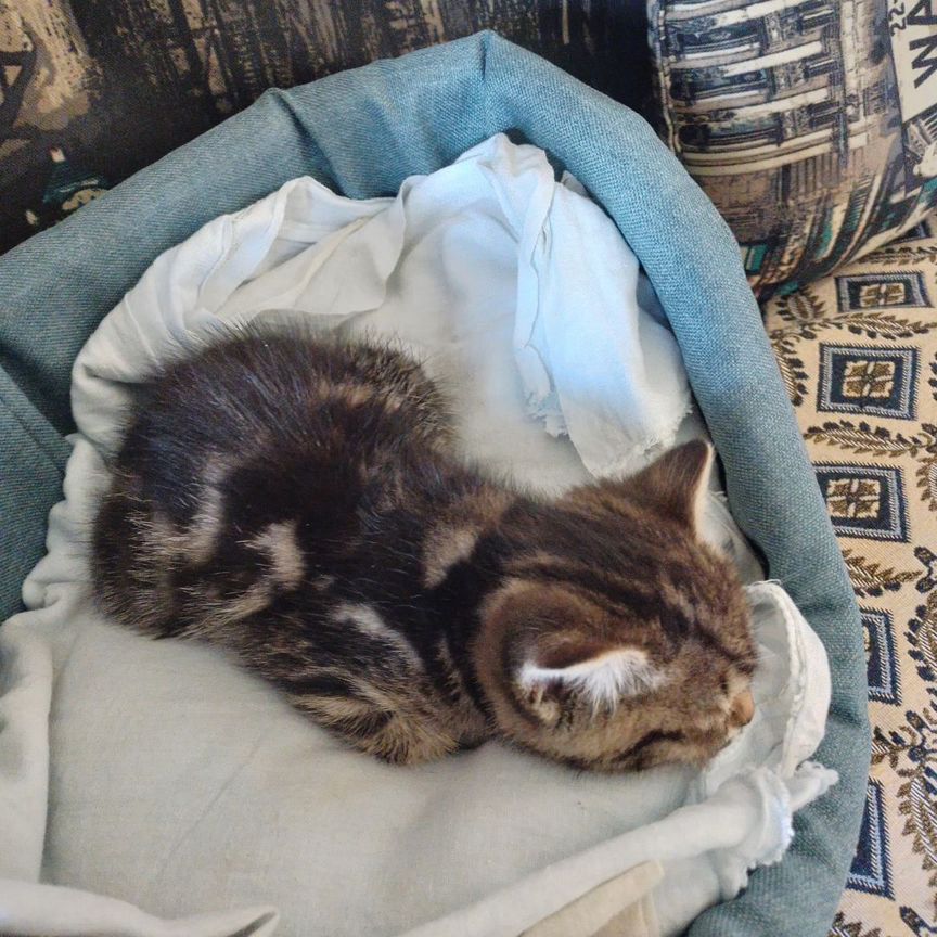 Котенок 1,2 мес