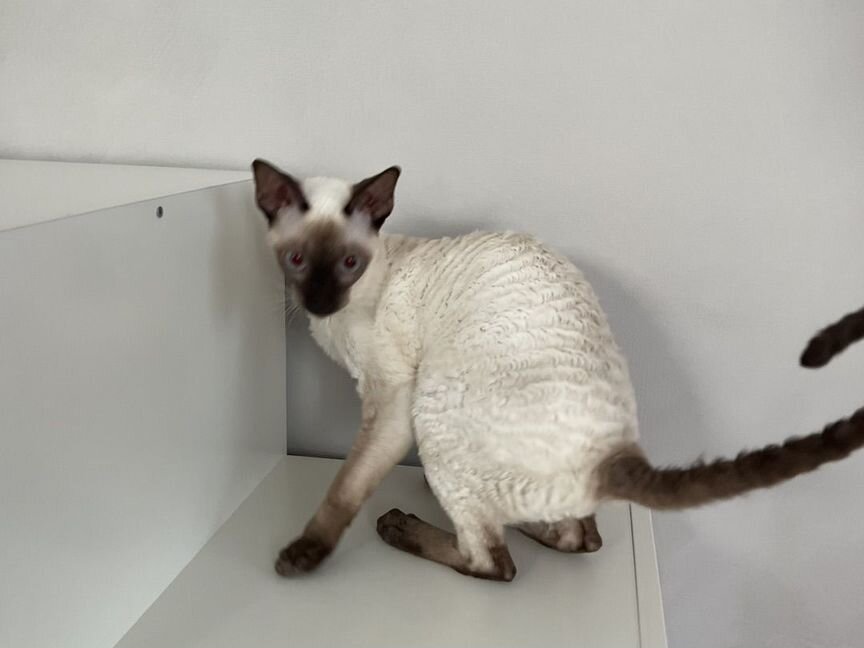 Котята корниш-рекс