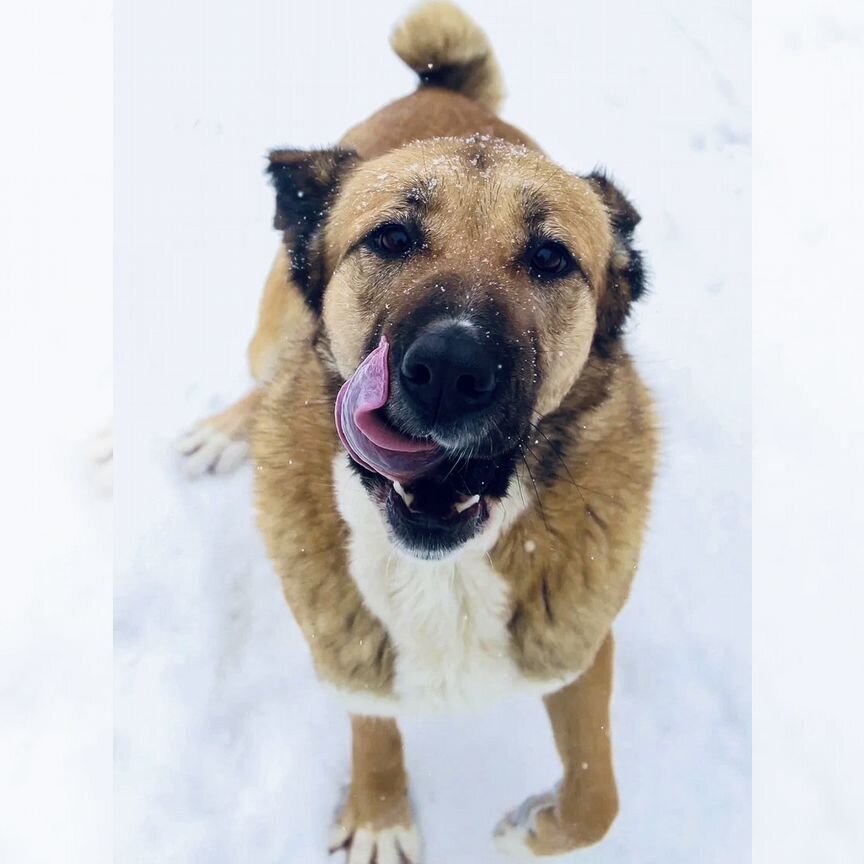 Собака в добрые руки