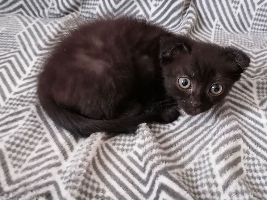 Котенок в дар