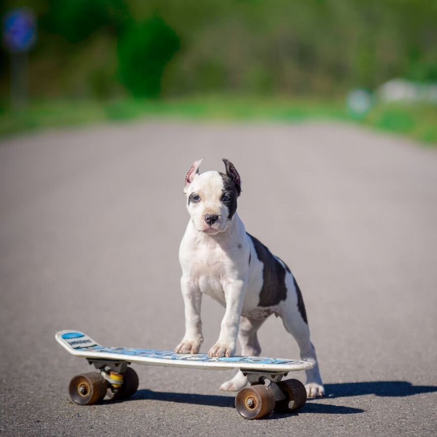 Стаффордширский терьер