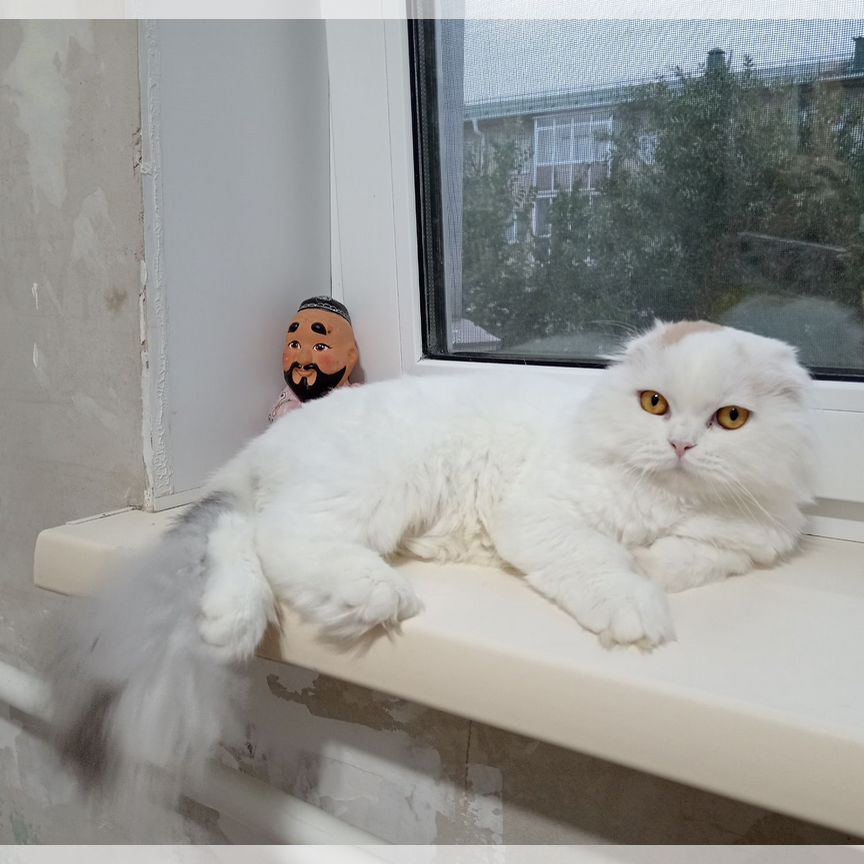 Продам кошку Хайленд фолд