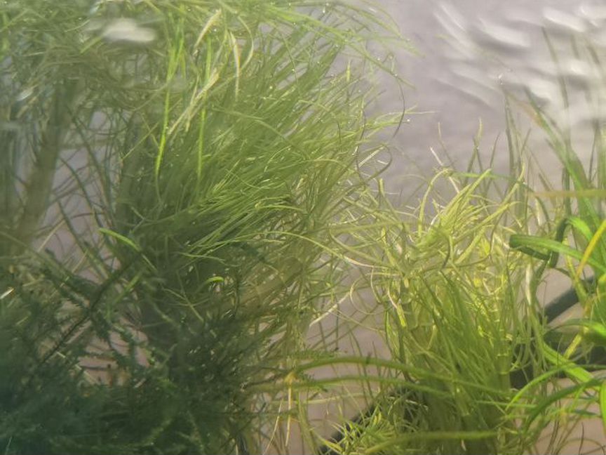 Аквариумное растение