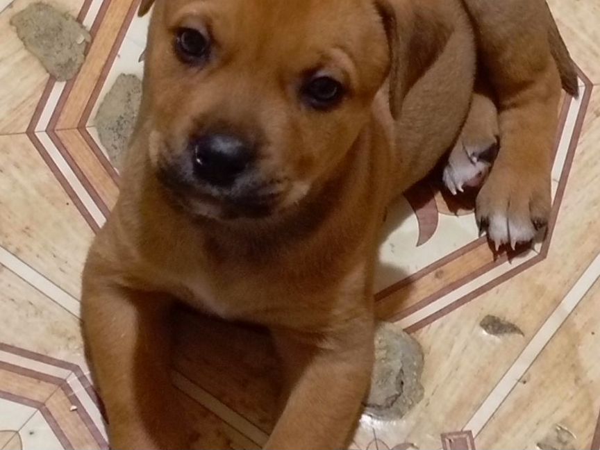 Щенки стаффорда