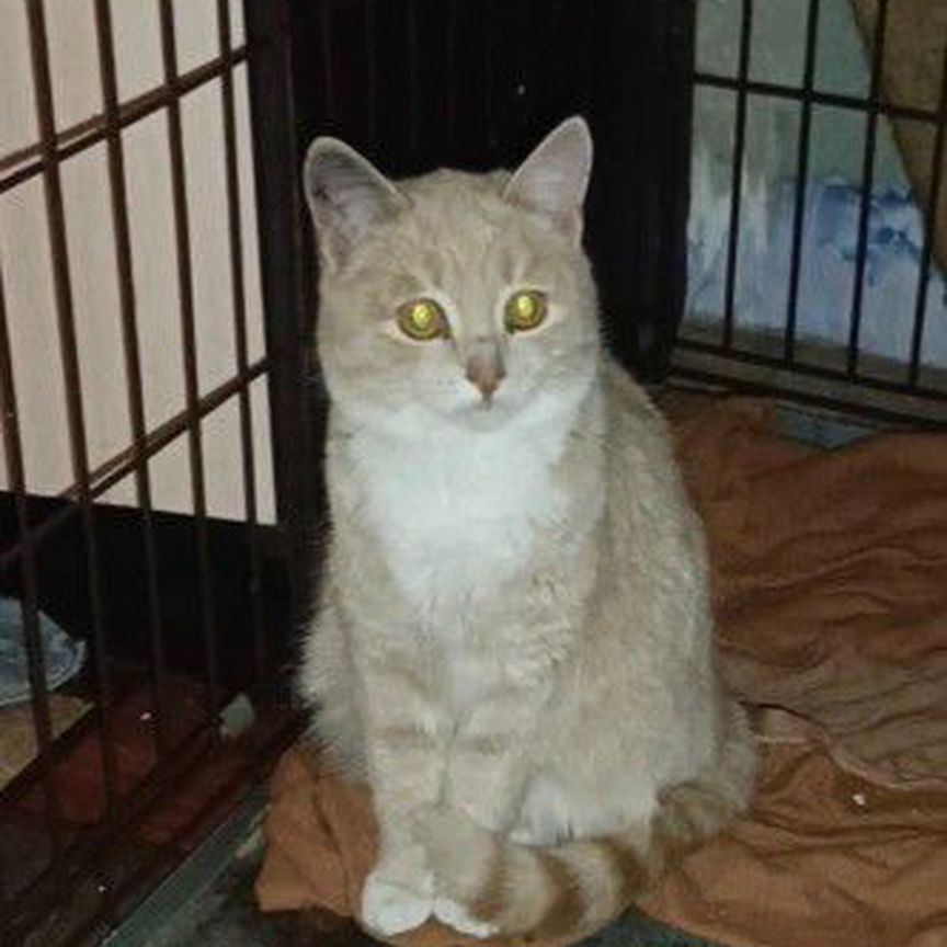 Персиковый малыш в добрые руки