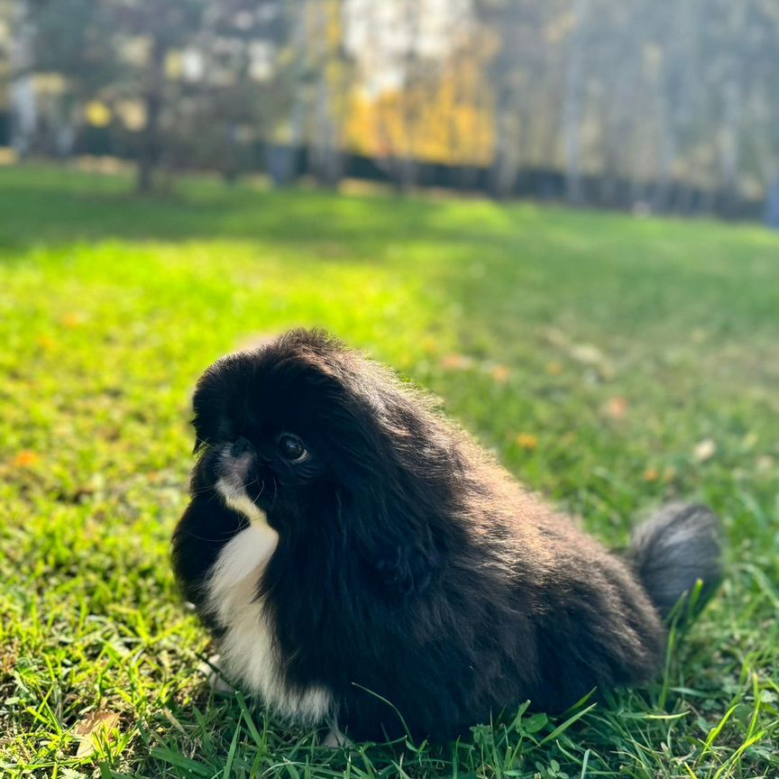 Щенки пекинеса