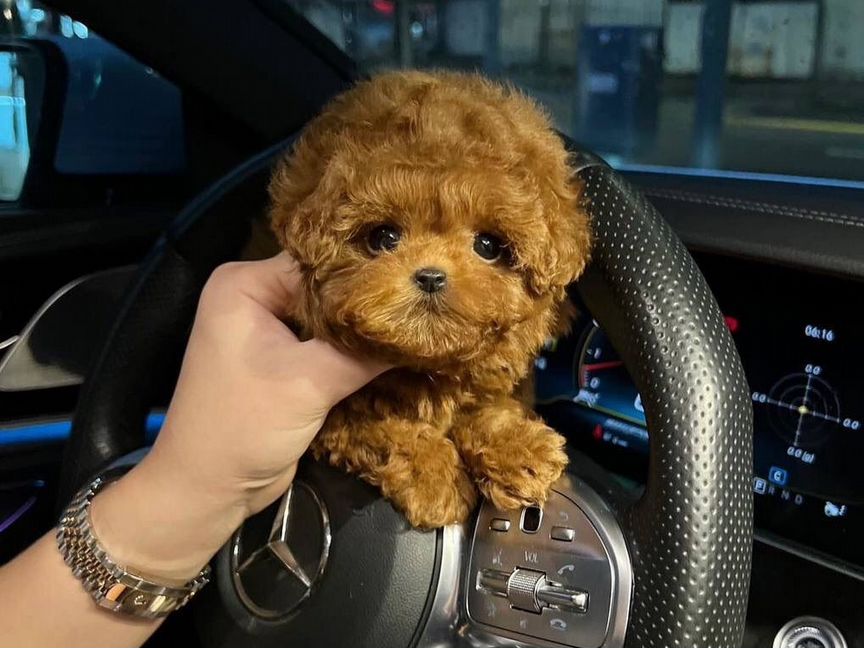 Мальтипу mini