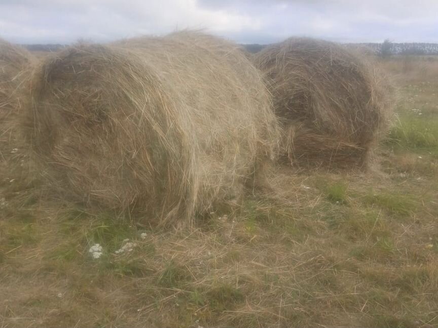 Сено луговое в тюках