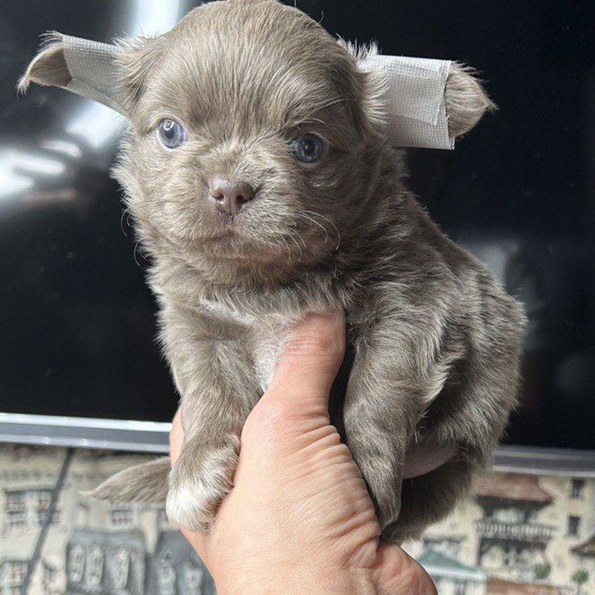 Чихуахуа, щенок