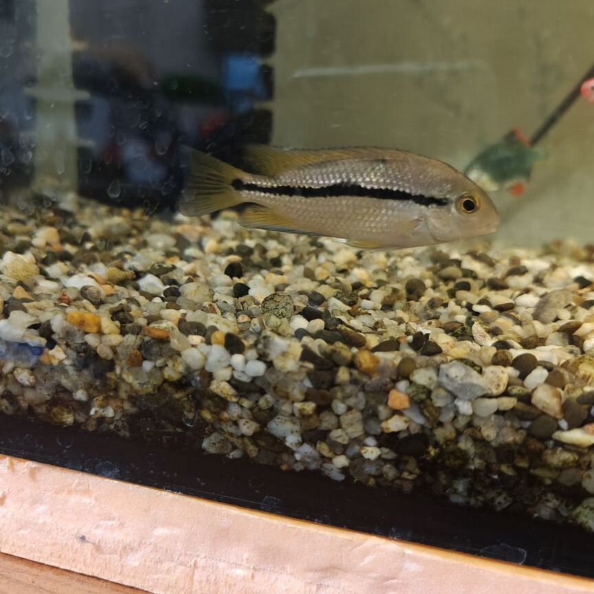 Обменяю Никарагуанскую цихлазому