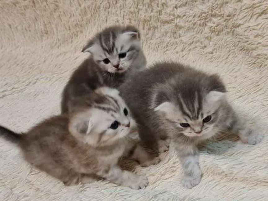 Котята вислоухие серебристый мрамор