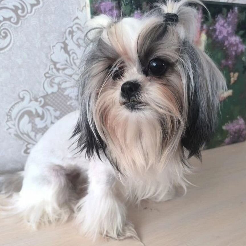 Ши-тцу, щенок