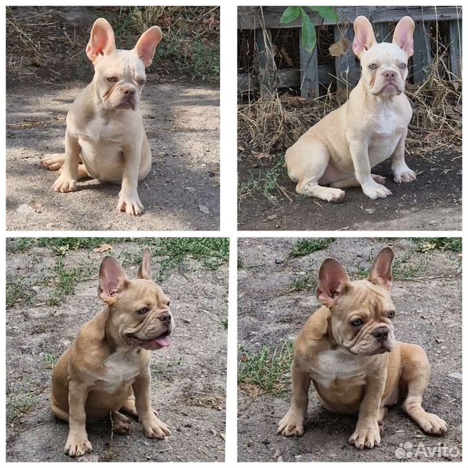 Две лиловые девочки француженки