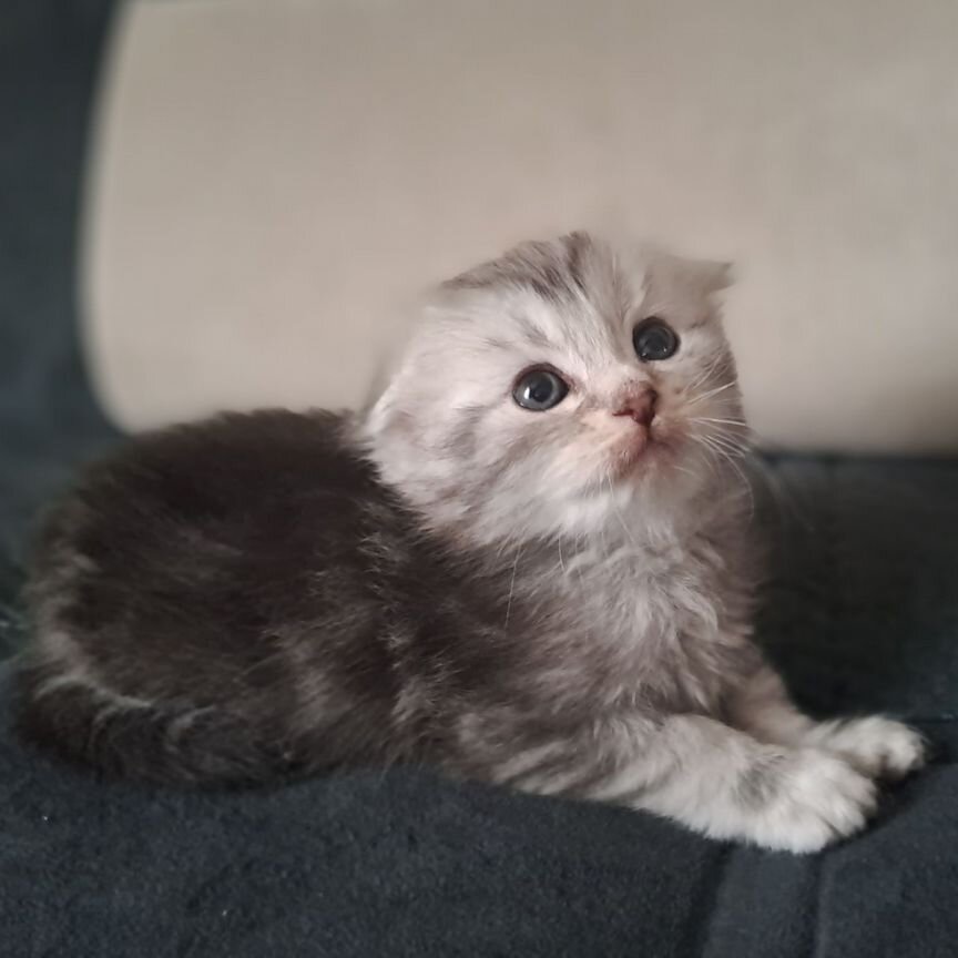 Вислоухие котята шотландские