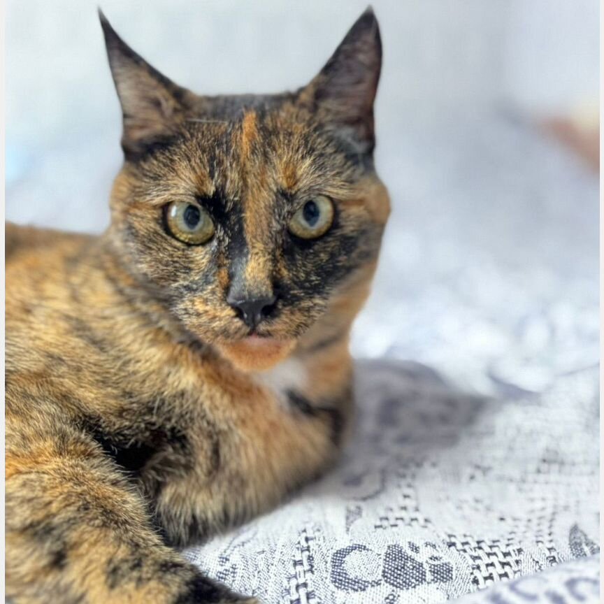 Стерилизованная кошка 2 года