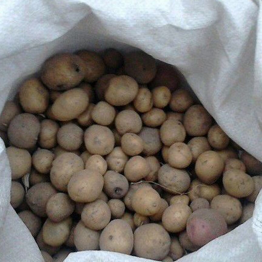 Картофель мелкий в сетках