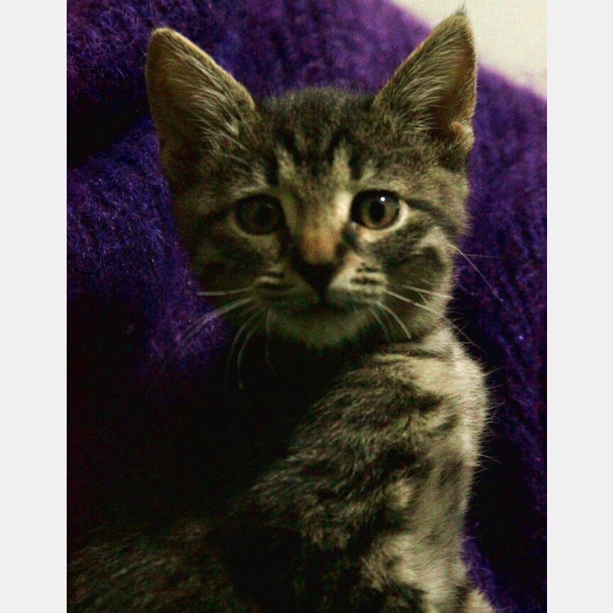 Котенок Вася в добрые руки