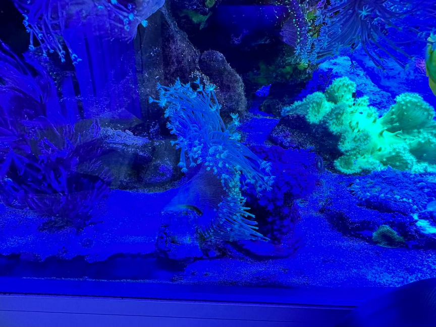 Саркофитон австралийский длиннополипный