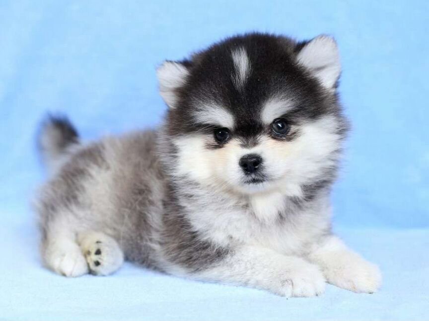 Комочки Счастья Помски