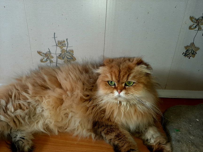 Шотландские кошки и кот