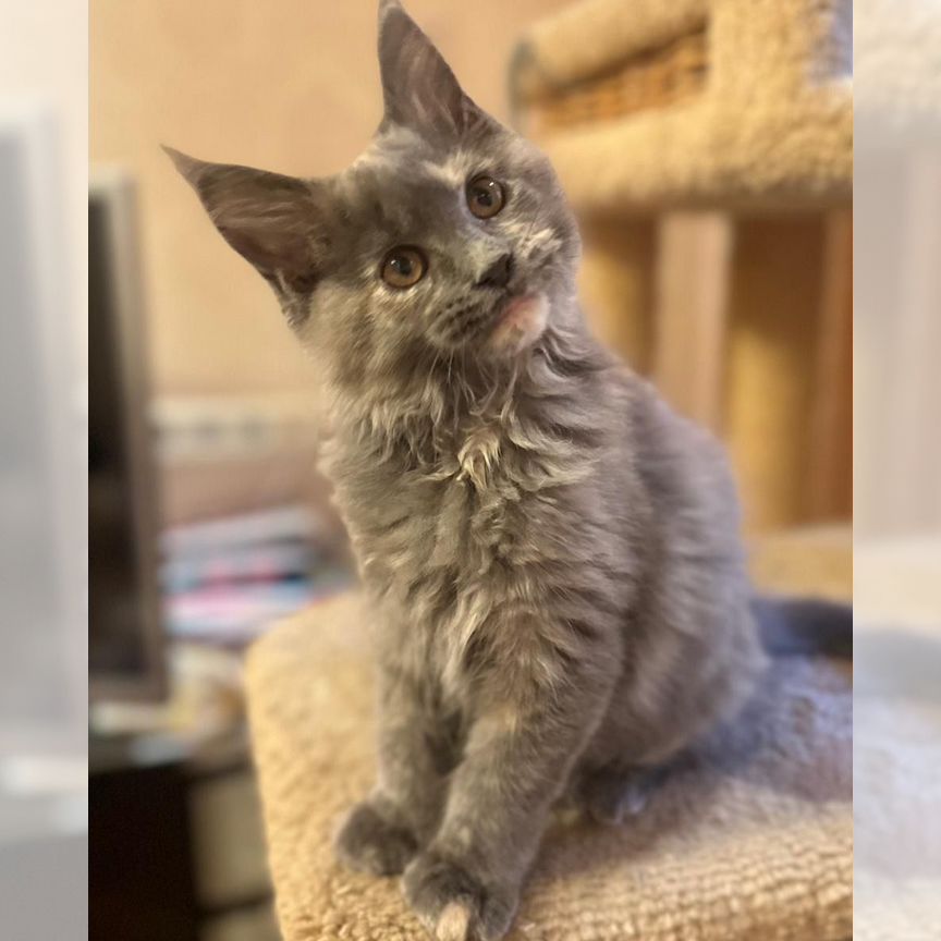 Пушистый котенок мейнкун