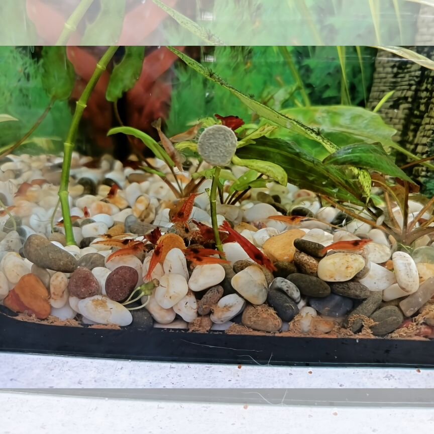 Креветки вишня