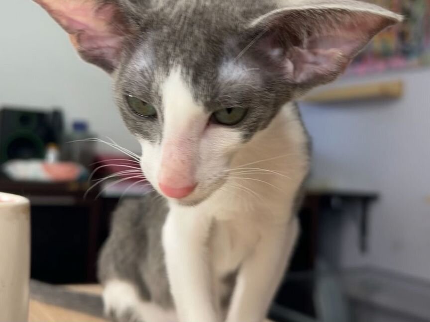 Ориентальные котята