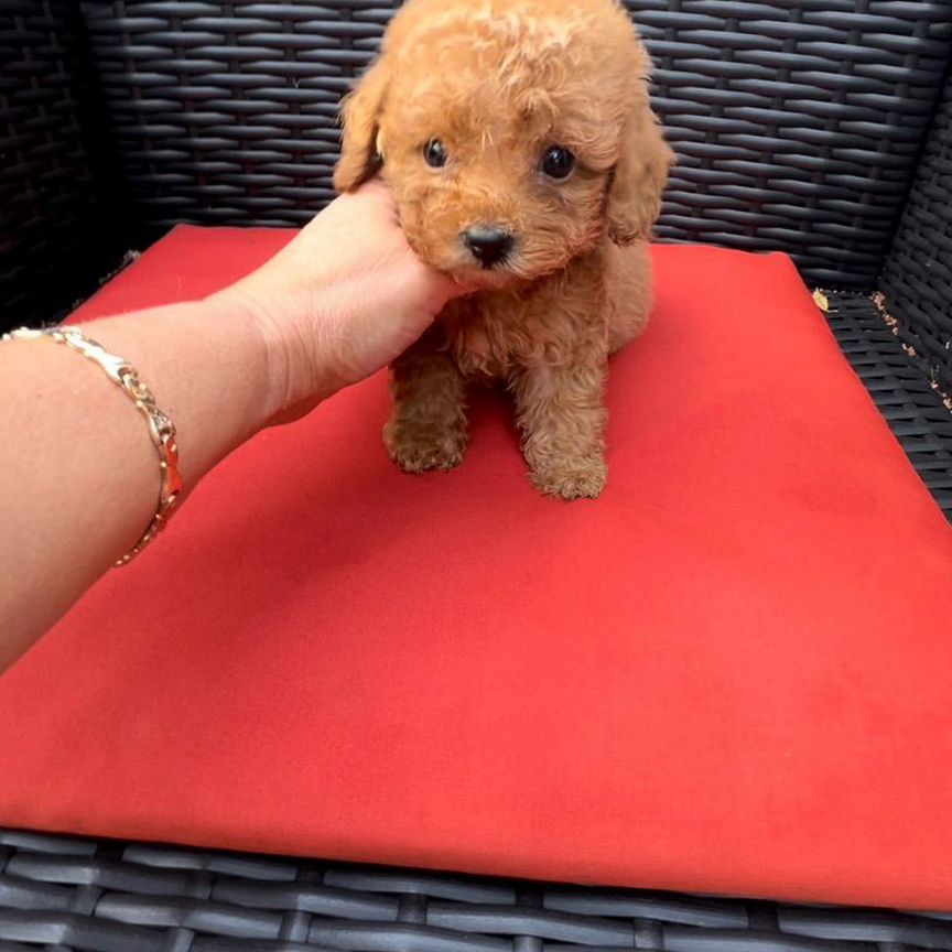 Мальтипу микро мальчик