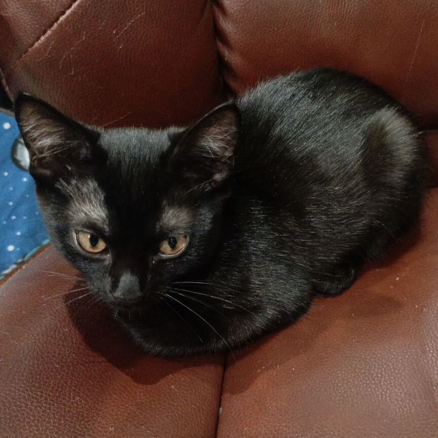 Яванский котёнок