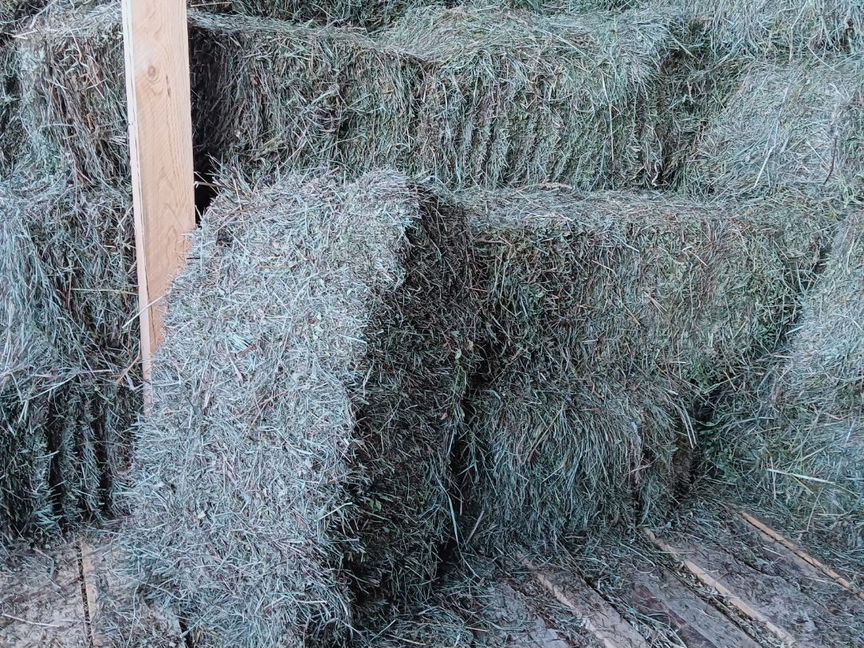 Сено в брикетах