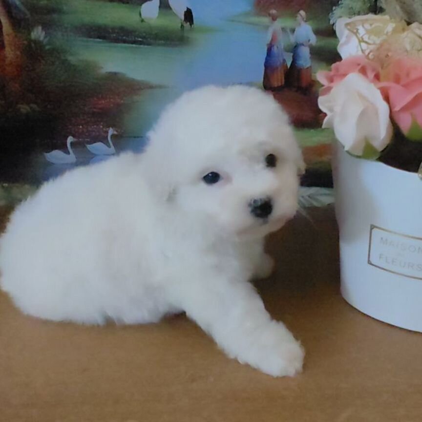 Бишон фризе, щенок