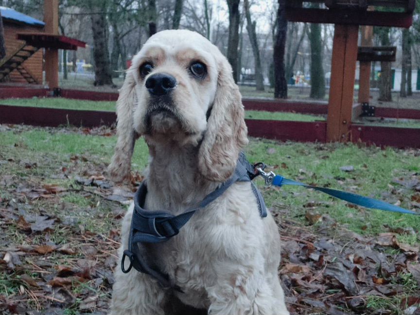 Американский кокер спаниэль