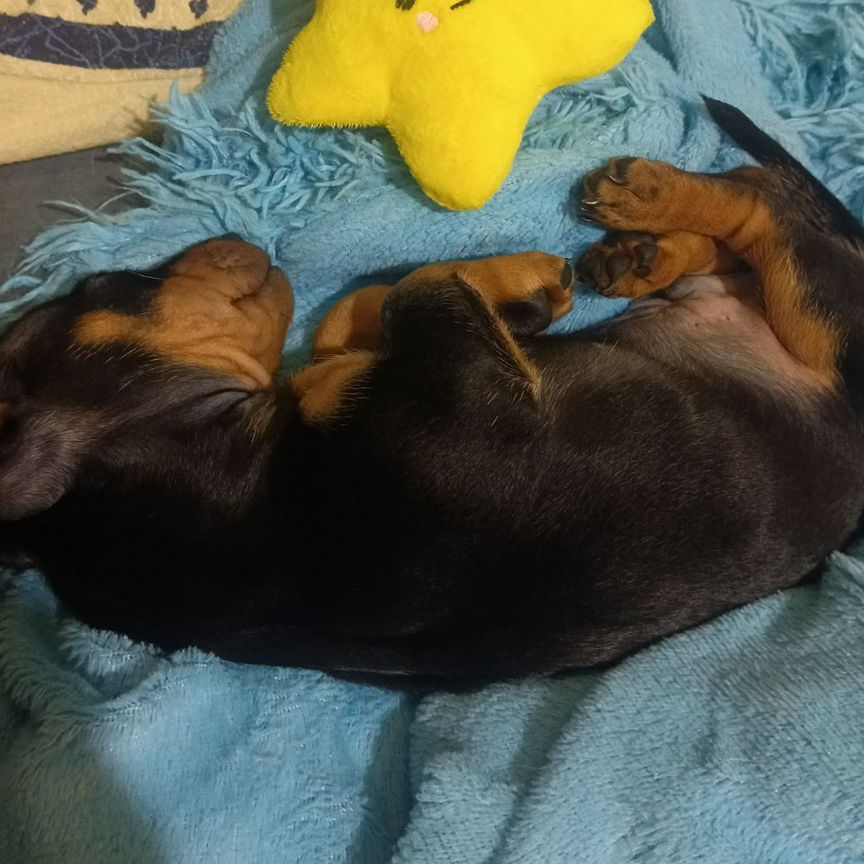 Такса, щенок