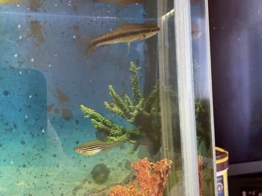 Рыба Сиамский водорослеед