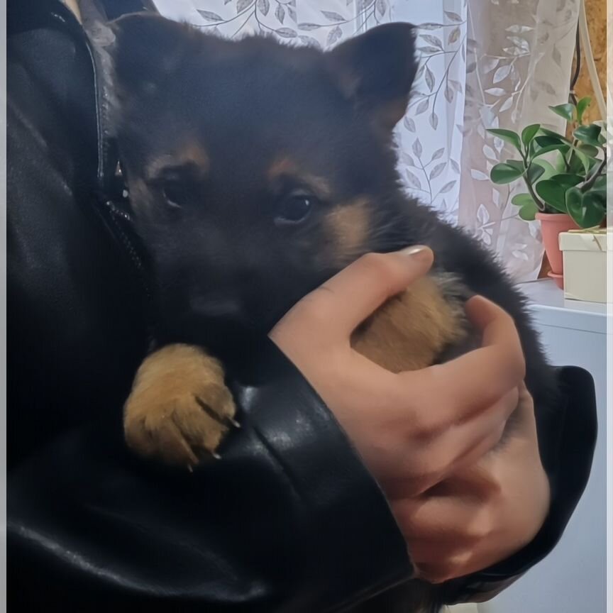 Немецкая овчарка, щенок